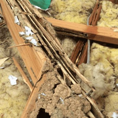 Pre-Purchase Building & Pest Inspections