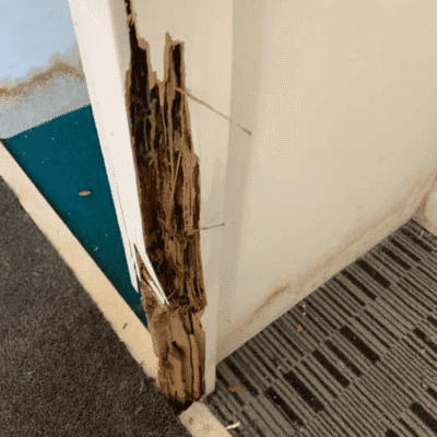 Timber Pest Inspection