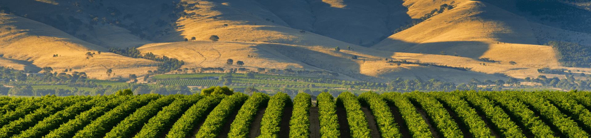 Regional Engagements - Multicultural Aged Care