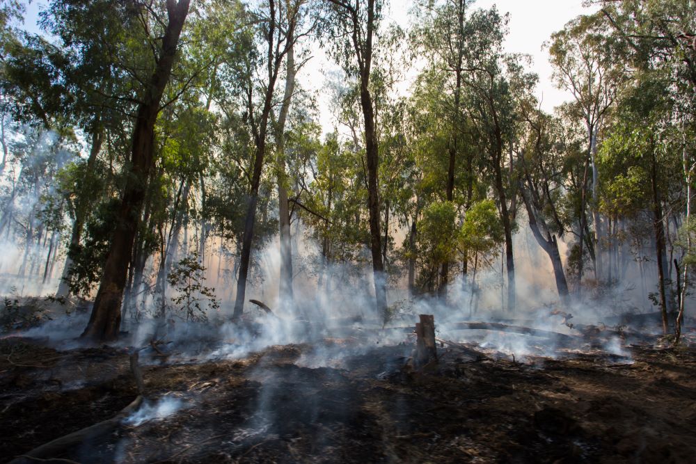 Bushfire Services - MBS Environmental