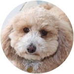 Meet the Team - Mr Insurance