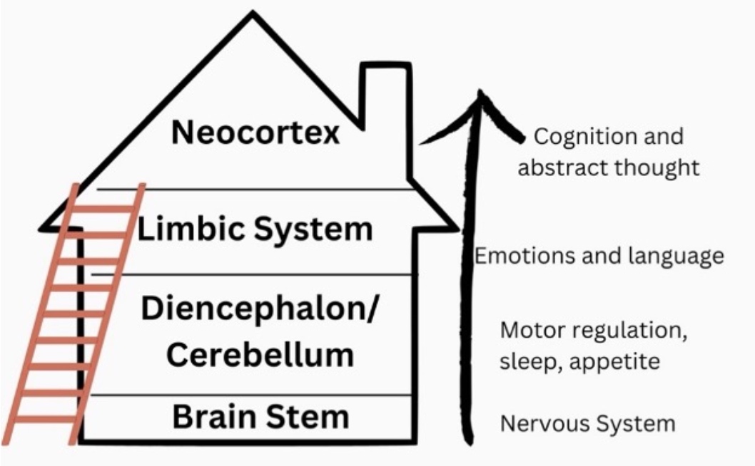 Play and the brain: how neuroscience can be used in the fight for more ...