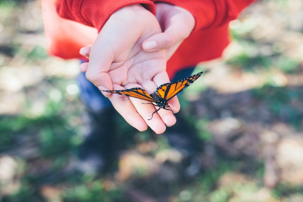 Mini-Beasts and Water Bugs @Wittunga Gardens | Nature Play SA