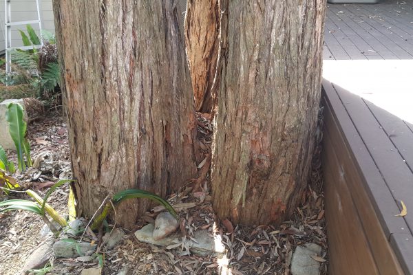 Applying the Scientific Method to Tree Assessment | New Leaf Arboriculture