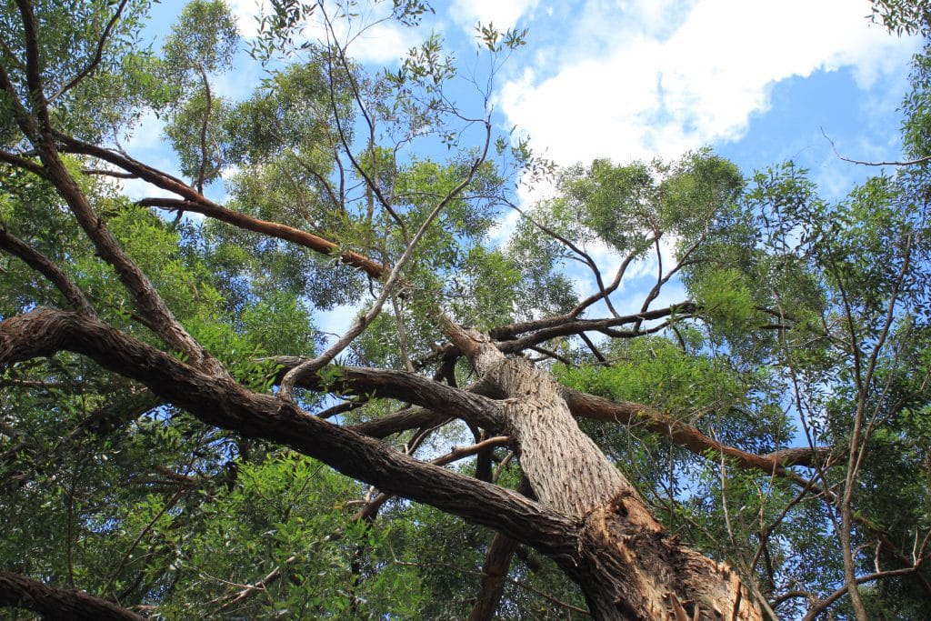 Applying the Scientific Method to Tree Assessment | New Leaf Arboriculture