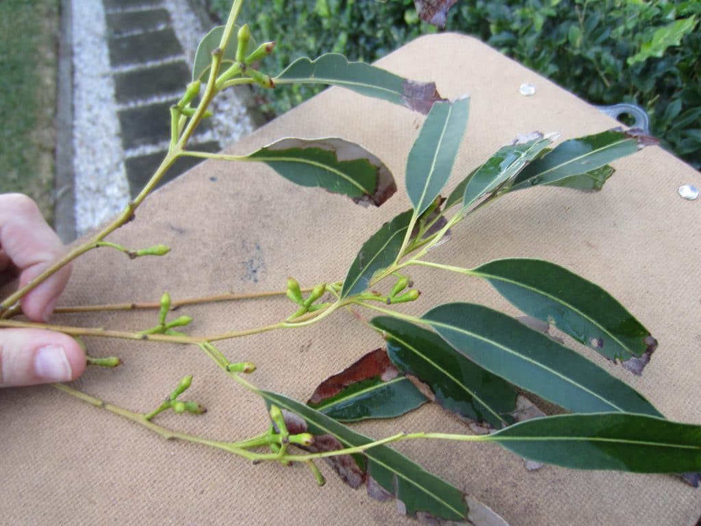 Applying the Scientific Method to Tree Assessment | New Leaf Arboriculture