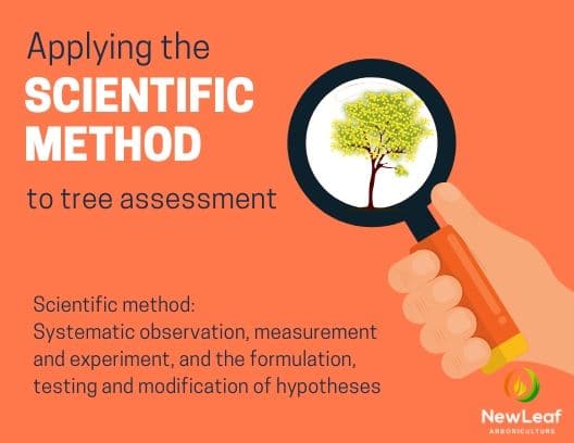 Applying the Scientific Method to Tree Assessment | New Leaf Arboriculture