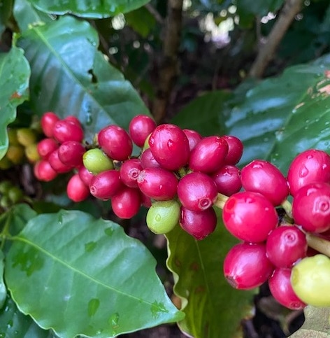 Single Origin Green Beans 1Kg lots - Neli Coffee