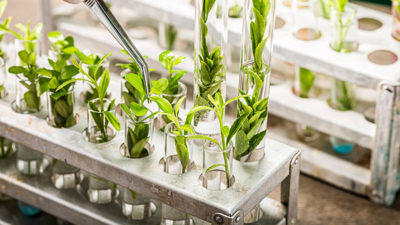 How Plant Phenotyping Technology Improves Plant Performance | Portable Analytical Solutions