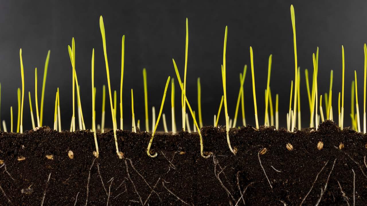 Getting Transparent About Root Phenotyping | Portable Analytical Solutions