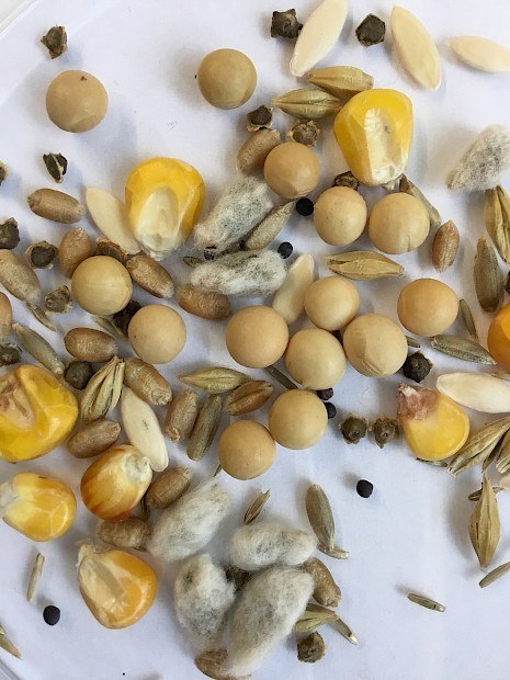 Agriculture Seed Testing | Portable Analytical Solutions