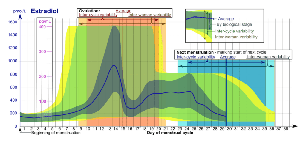 How the Different Stages of the Menstrual Cycle Will Effect Your ...