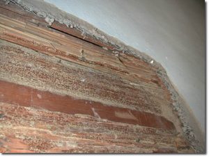 Termite Barriers For New Construction - Protectant Pest Management