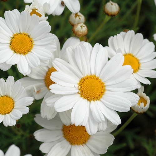 Summit White - Ramm Botannicals