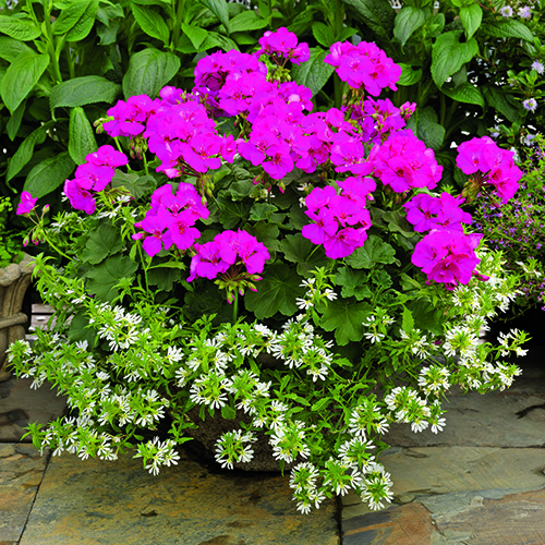 Big Rose - Ramm Botannicals