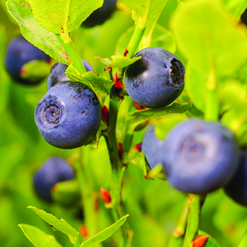 Blue Rose - Ramm Botannicals