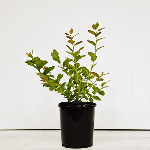 Blue Rose - Ramm Botannicals