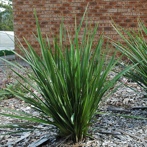Dianella revoluta 'DRG04' Revelation® PBR - Ramm Botannicals