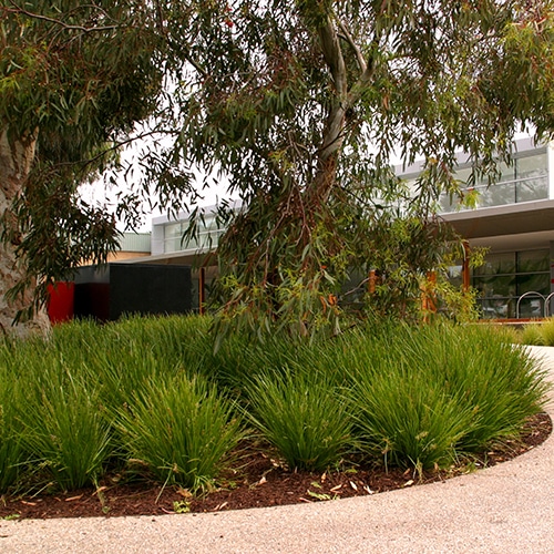 Lomandra Lime Tuff - Ramm Botannicals