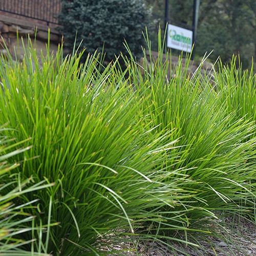 Lomandra Lime Tuff - Ramm Botannicals