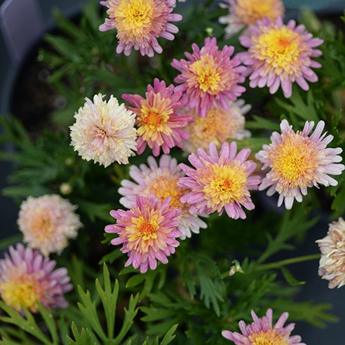 Pink PosyPBR - Ramm Botannicals