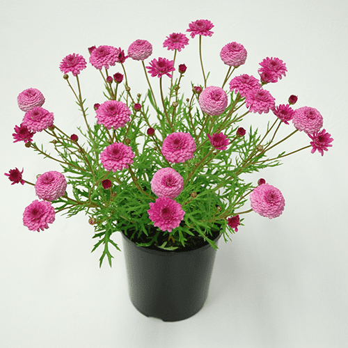 Sugar Cheer - Ramm Botannicals