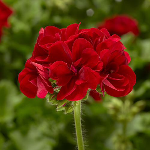 Big Rose - Ramm Botannicals