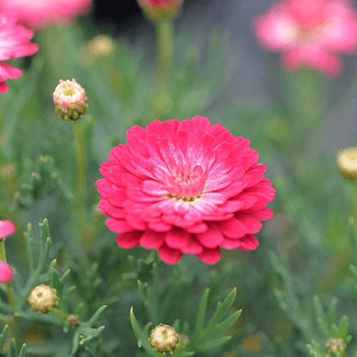 Pink PosyPBR - Ramm Botannicals