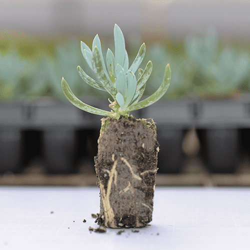 Dwarf Blue Chalk Sticks - Ramm Botannicals