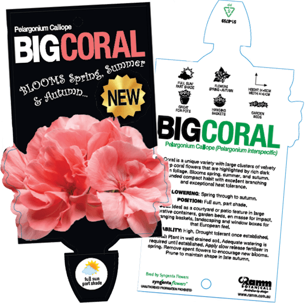 Big Coral - Ramm Botannicals