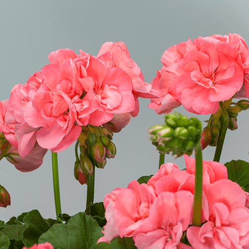 Big Coral - Ramm Botannicals