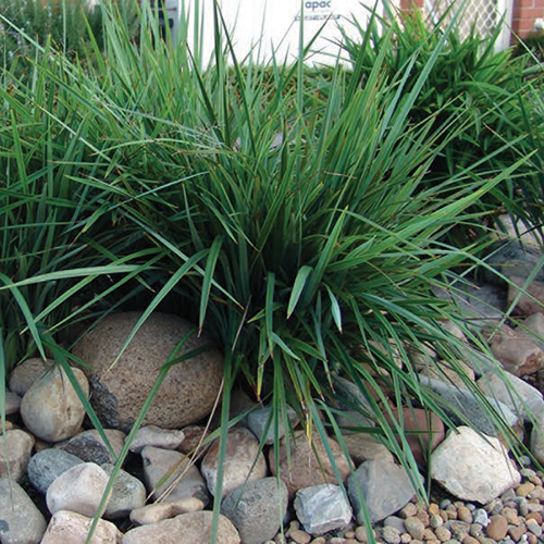 Dianella revoluta 'DRG04' Revelation® PBR - Ramm Botannicals