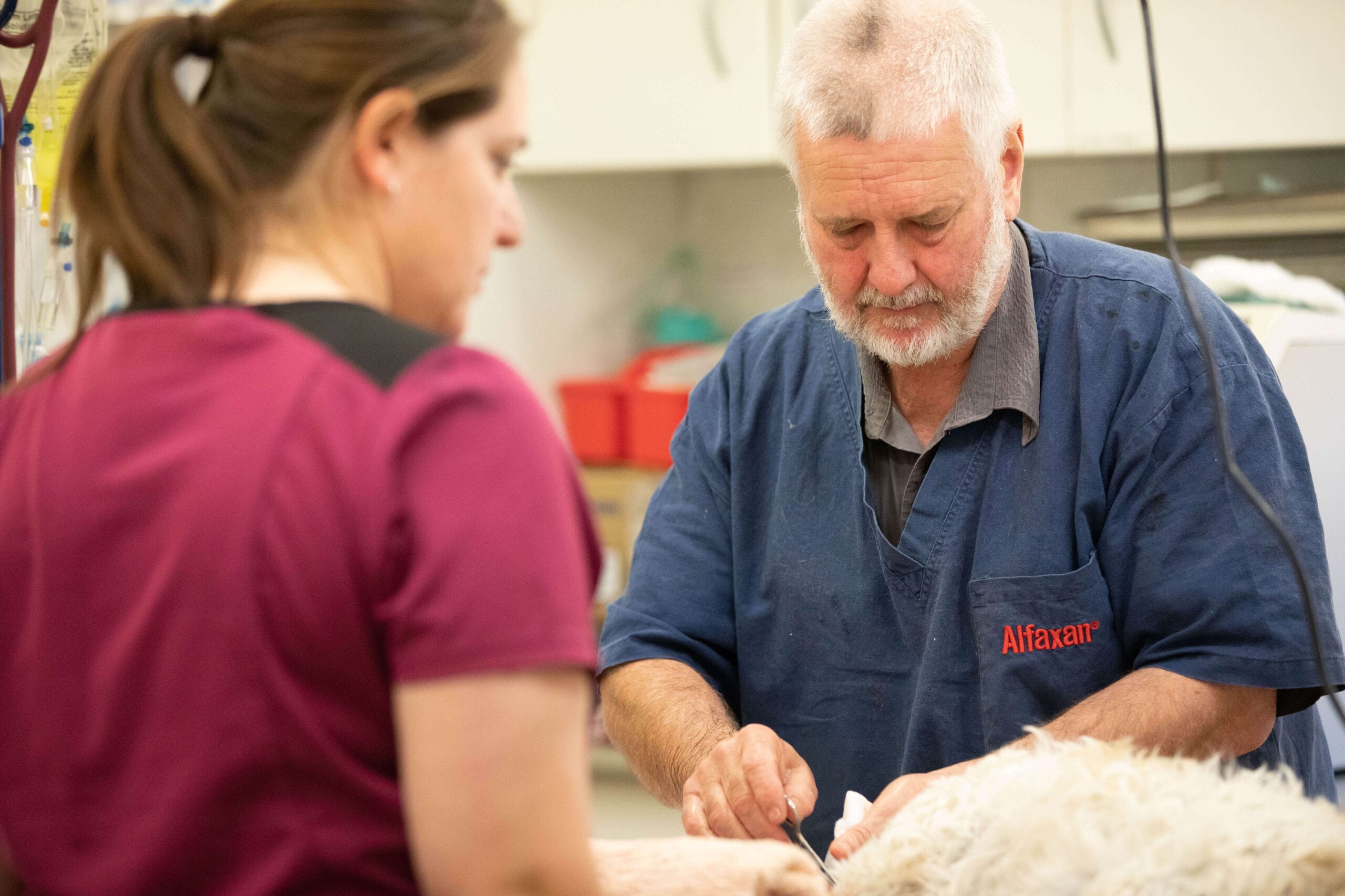 Vet Clinic in Port Augusta | No.1 Vets for Mid & Far North