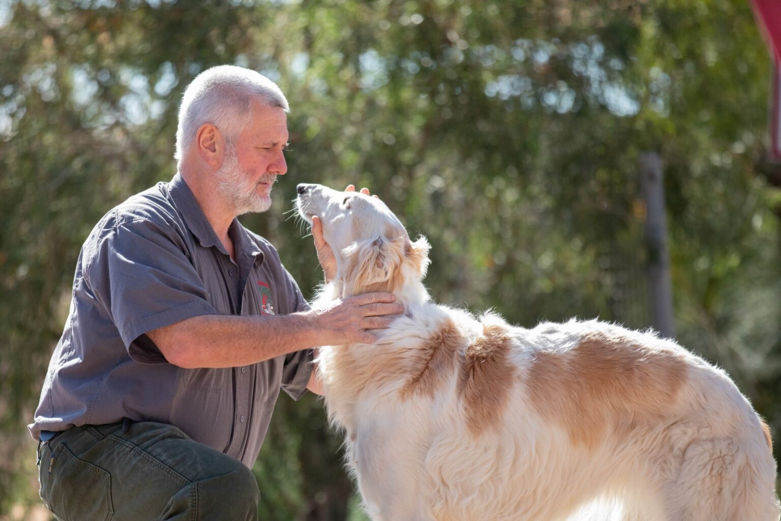 Pet Dental Care Port Augusta | Redgum Vet & Pet Boarding