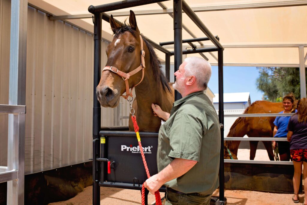 Equine Vet - Redgum Vet and Pet Boarding