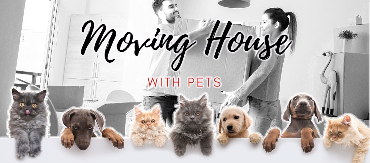 Moving House with Pets » Key Considerations | Relocations WA