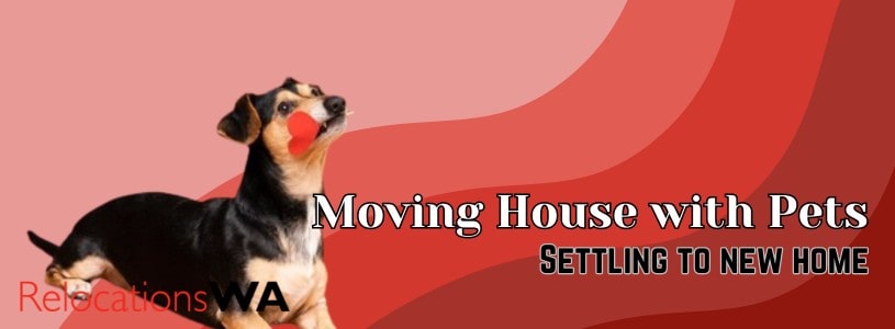 Moving House with Pets » Key Considerations | Relocations WA