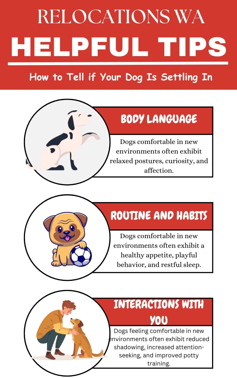 Best Tips for Moving with Dogs: Your Practical Guide | Relocations WA