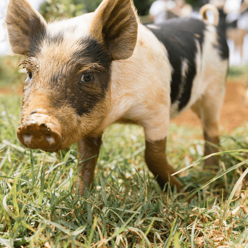 Things to do in autumn on the Gold Coast | scout magazine