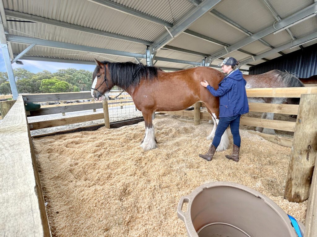 New Living Arrangements For Victor Harbor Horse Drawn Tram Clydesdales ...