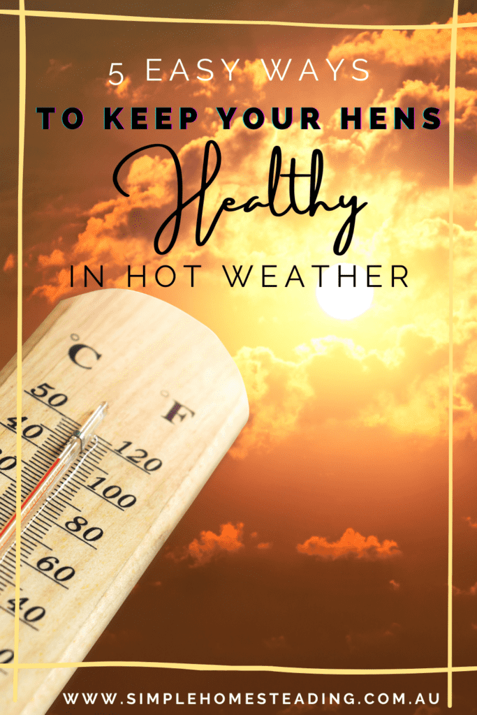 5 Ways to Help Your Chickens In Hot Weather – Simple Homesteading
