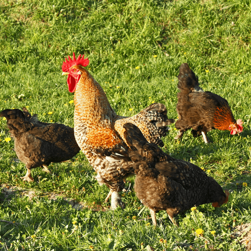 5 Ways to Help Your Chickens In Hot Weather – Simple Homesteading