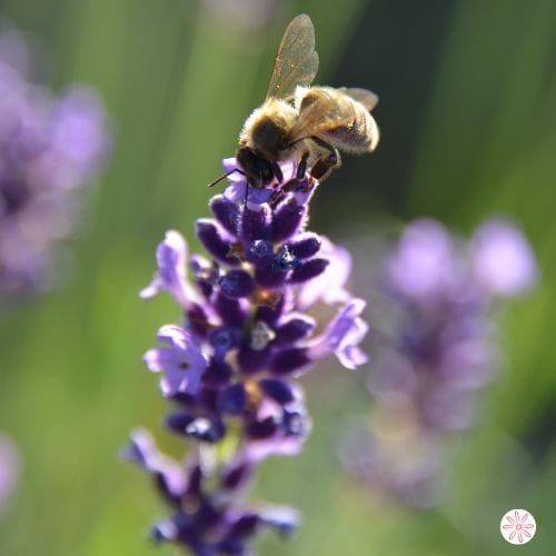 10 Reasons Why You Should Grow Lavender in your Homestead Garden ...