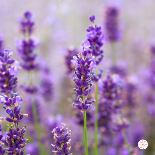 10 Reasons Why You Should Grow Lavender in your Homestead Garden ...
