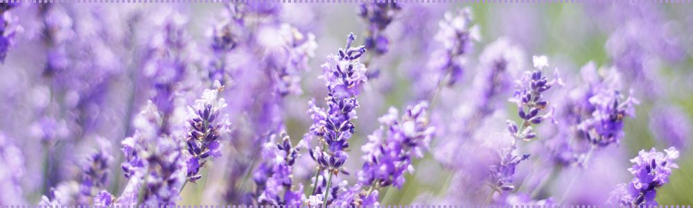 Simple Homesteading – Sustainable Homesteading and Off-Grid Living