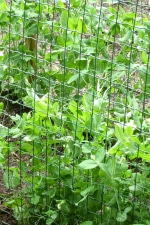 Beans_plant_web | Smarty Plants - Plants for Kids