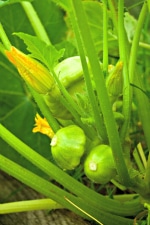 Button squash_plant_web | Smarty Plants - Plants for Kids