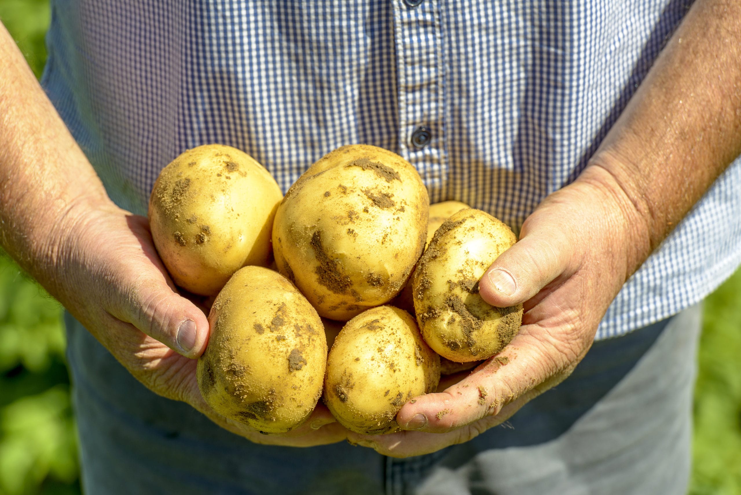 The Importance of Potato Skins - Spudlite
