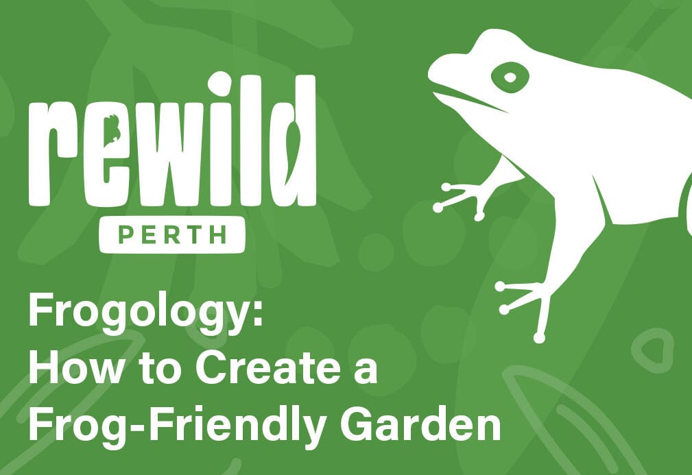 Frogology - How to create a frog-friendly garden (Canning) - Switch ...