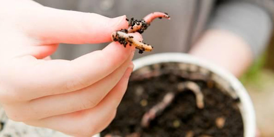 Thinking Green: worm farming at Ellenbrook - Switch Your Thinking